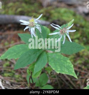 whorled wood aster (Oclemena acuminata Stock Photo - Alamy
