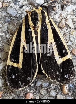 Banded Tiger Moth (Apantesis vittata Stock Photo - Alamy