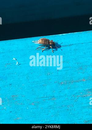 Clover Weevil (Sitona hispidulus Stock Photo - Alamy