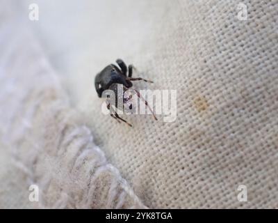 Leaf-beetle Jumping Spiders (Sassacus Stock Photo - Alamy