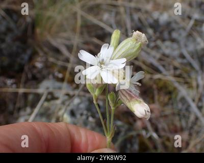 Douglas' Catchfly (Silene douglasii Stock Photo - Alamy