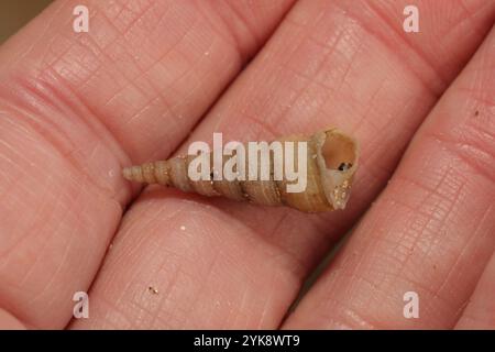 Common Tower Shell (Turritellinella tricarinata) Mollusca Stock Photo ...