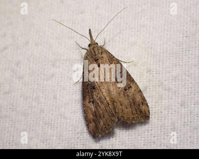 Hop Vine Snout (Hypena humuli Stock Photo - Alamy