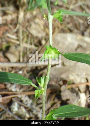 Slender Three-seeded Mercury (Acalypha gracilens) Plantae Stock Photo ...
