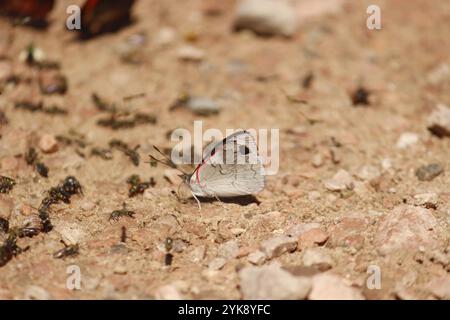 Vague Numberwings (Perisama Stock Photo - Alamy