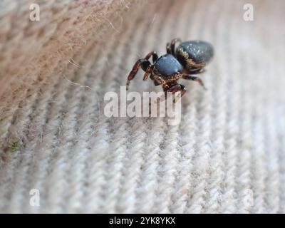 Leaf-beetle Jumping Spiders (Sassacus Stock Photo - Alamy
