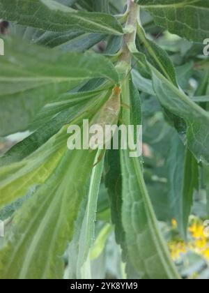 Snowy Tree Cricket (Oecanthus fultoni Stock Photo - Alamy
