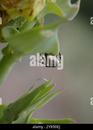 Leaf-beetle Jumping Spiders (Sassacus Stock Photo - Alamy