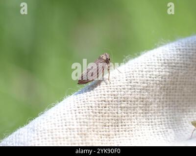 Four-spotted Clover Leafhopper (Agallia quadripunctata), Insecta, ESW ...