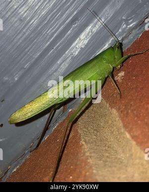 Broad-tipped Conehead (Neoconocephalus triops Stock Photo - Alamy
