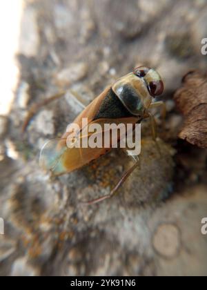 Eurasian Greater Water Boatman (Notonecta glauca Stock Photo - Alamy