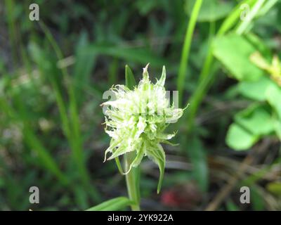 Yellow Beardtongue (Penstemon confertus Stock Photo - Alamy