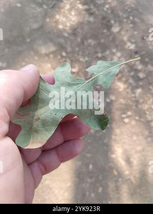 Jumping Gall Wasp (Neuroterus saltatorius Stock Photo - Alamy