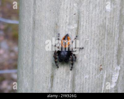 Boreal Tufted Jumping Spider (Phidippus borealis Stock Photo - Alamy