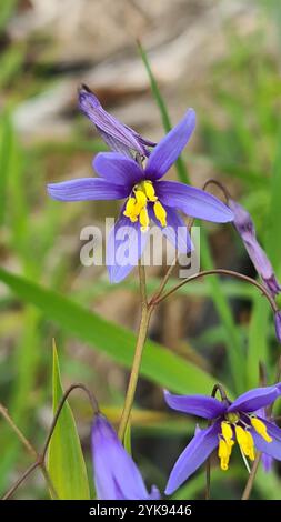 nodding blue lily (Stypandra glauca Stock Photo - Alamy