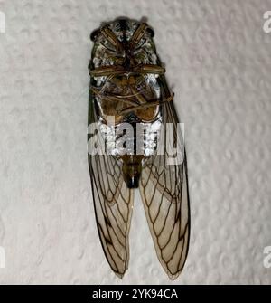 Coastal Scissors Grinder Cicada (Neotibicen latifasciatus) Insecta ...