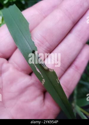 Fall Armyworm Moth (Spodoptera frugiperda Stock Photo - Alamy