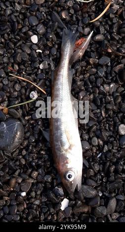 Cods and hakes (Gadiformes Stock Photo - Alamy