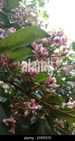 Brown Heart (Andira inermis Stock Photo - Alamy