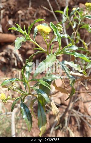 Sticky Psiadia (Psiadia punctulata Stock Photo - Alamy