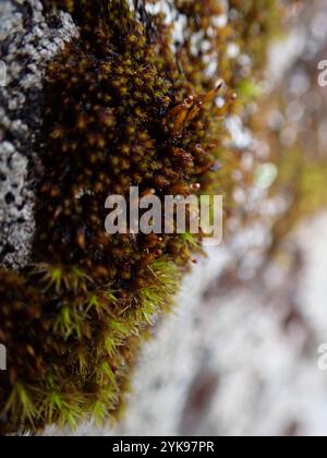 Black Rock Moss (Andreaea rupestris Stock Photo - Alamy