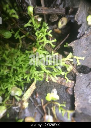 Floating Crystalwort (Riccia fluitans Stock Photo - Alamy