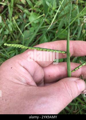Thin Paspalum (Paspalum setaceum Stock Photo - Alamy