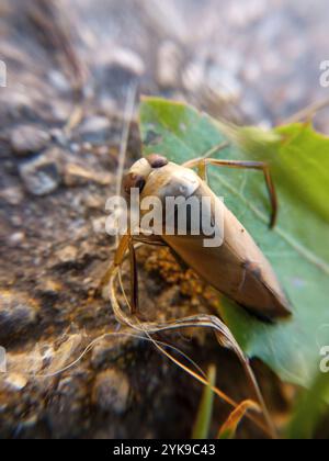 Eurasian Greater Water Boatman (Notonecta glauca Stock Photo - Alamy