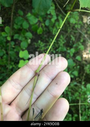 gray-barked grape (Vitis cinerea baileyana Stock Photo - Alamy
