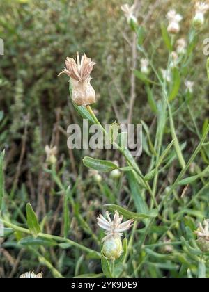 Russian knapweed (Rhaponticum repens Stock Photo - Alamy