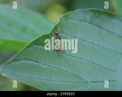 Variable Duskyface Fly (Melanostoma mellinum Stock Photo - Alamy