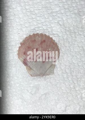Atlantic Calico Scallop (Argopecten gibbus) Mollusca Stock Photo - Alamy