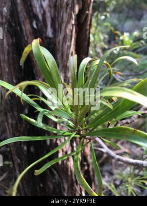 Toru (Toronia toru Stock Photo - Alamy
