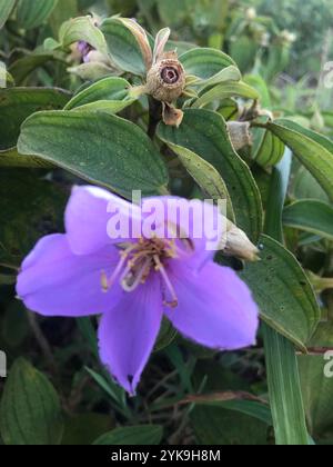 Common Melastoma (Melastoma candidum Stock Photo - Alamy