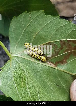 Grapeleaf Skeletonizer Moth (Harrisina americana Stock Photo - Alamy