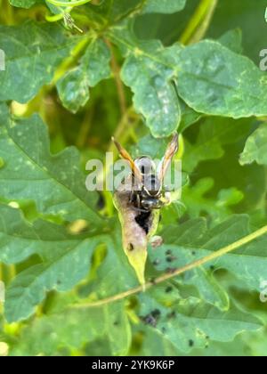 Keyhole Wasp (Pachodynerus nasidens Stock Photo - Alamy