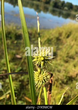Branching Bur-reed (Sparganium androcladum Stock Photo - Alamy