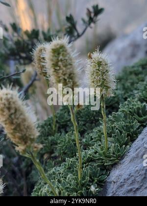 mat rock spiraea (Petrophytum caespitosum Stock Photo - Alamy