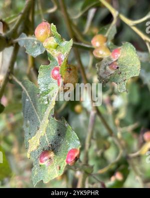 Willow Apple Gall Sawfly (Euura californica Stock Photo - Alamy