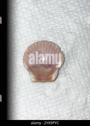 Atlantic Calico Scallop (Argopecten gibbus Stock Photo - Alamy