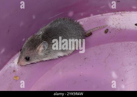 Southern African Pouched Mouse (Saccostomus campestris) Mammalia Stock ...