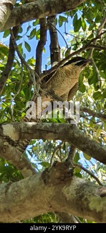Pacific Koel (Eudynamys orientalis Stock Photo - Alamy