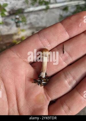 Mulch Fieldcap (Agrocybe putaminum Stock Photo - Alamy