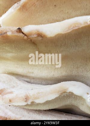 Northern Tooth (Climacodon septentrionalis Stock Photo - Alamy