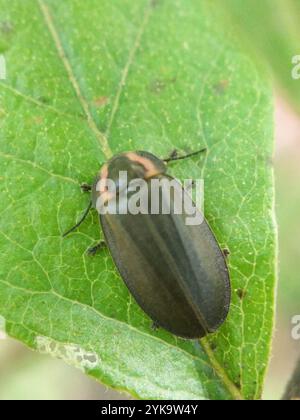 Winter Firefly (Ellychnia corrusca Stock Photo - Alamy