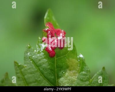 Rocky Mountain Maple Felt Mite (Aceria calaceris Stock Photo - Alamy