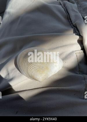 Channeled Duck Clam (Raeta plicatella) Mollusca Stock Photo - Alamy