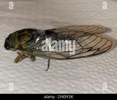 Coastal Scissors Grinder Cicada (Neotibicen latifasciatus Stock Photo ...