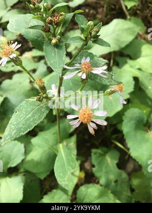 large-leaved aster (Eurybia macrophylla) Plantae Stock Photo - Alamy