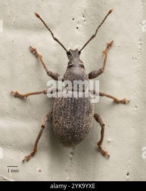 Lilac Root Weevil (Otiorhynchus meridionalis), Insecta, Harriet St ...